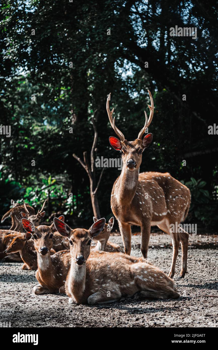 A vertical shot of deers looking at the camera in a forest in daylight ...
