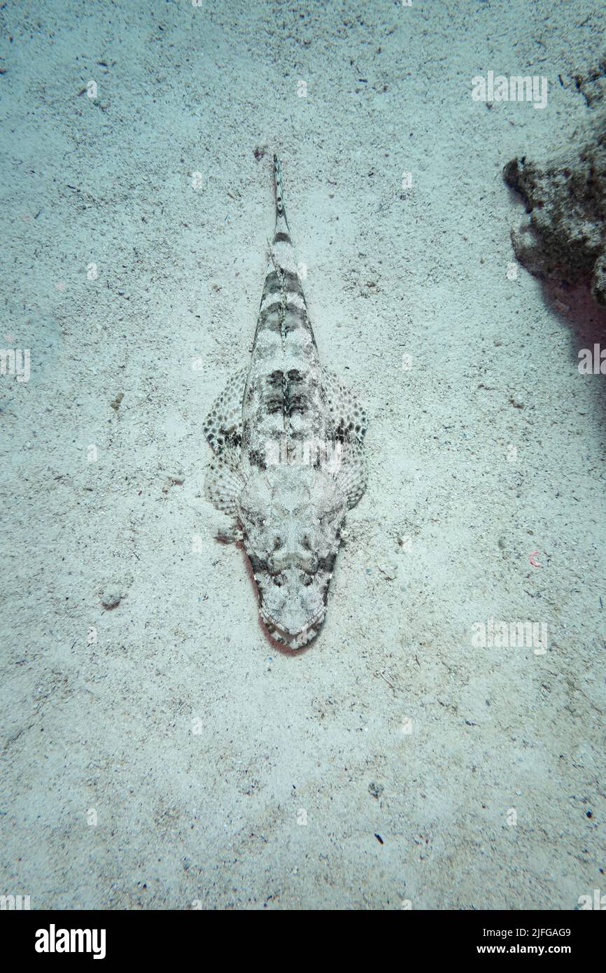 Carpet Flathead (Crocodile fish) in the Red Sea, Egypt Stock Photo - Alamy