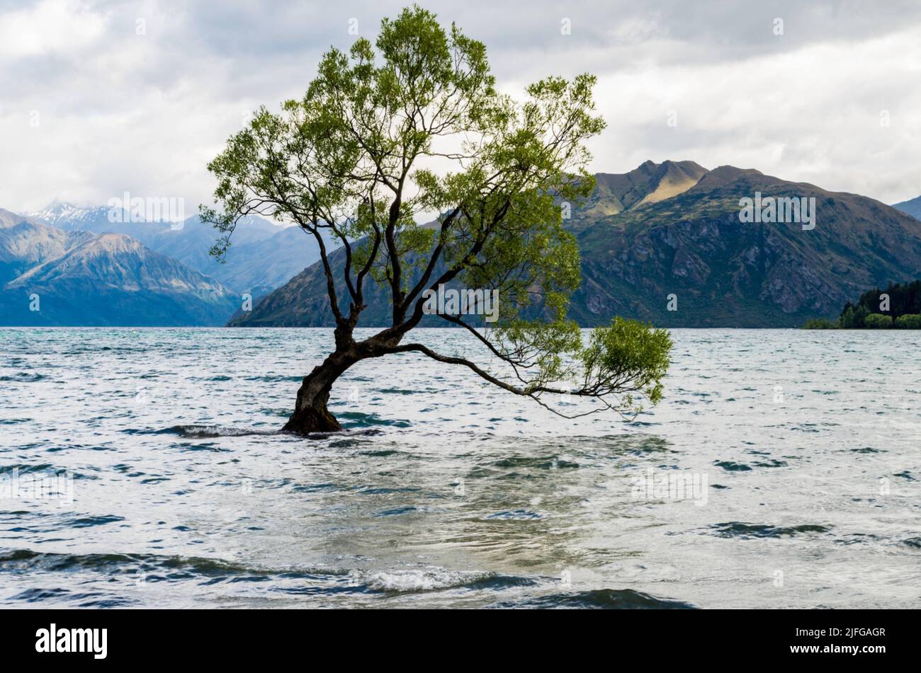 A green tree growing in the water in the background of mountains Stock ...