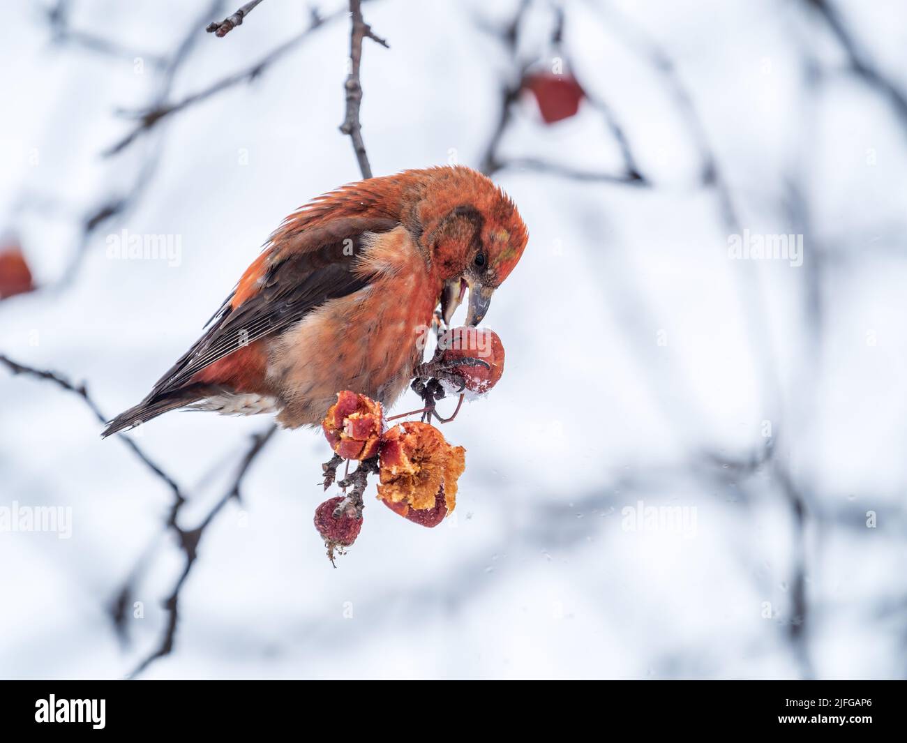 Red Crossbill male sitting on the tree branch and eats wild apple ...