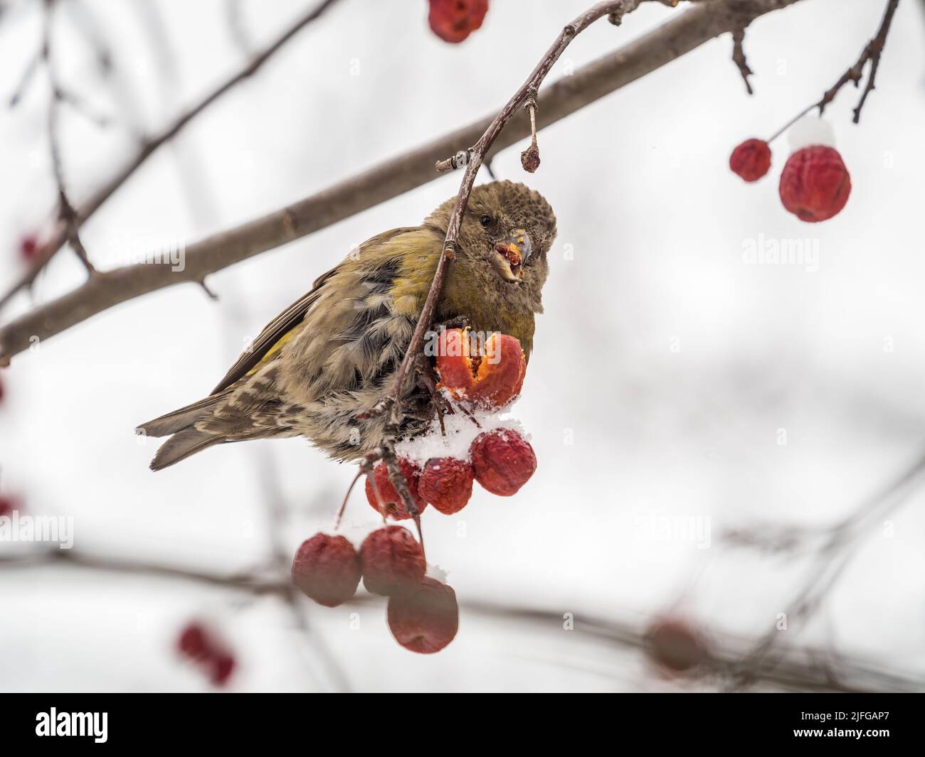 Red Crossbill female sitting on the tree branch and eats wild apple ...