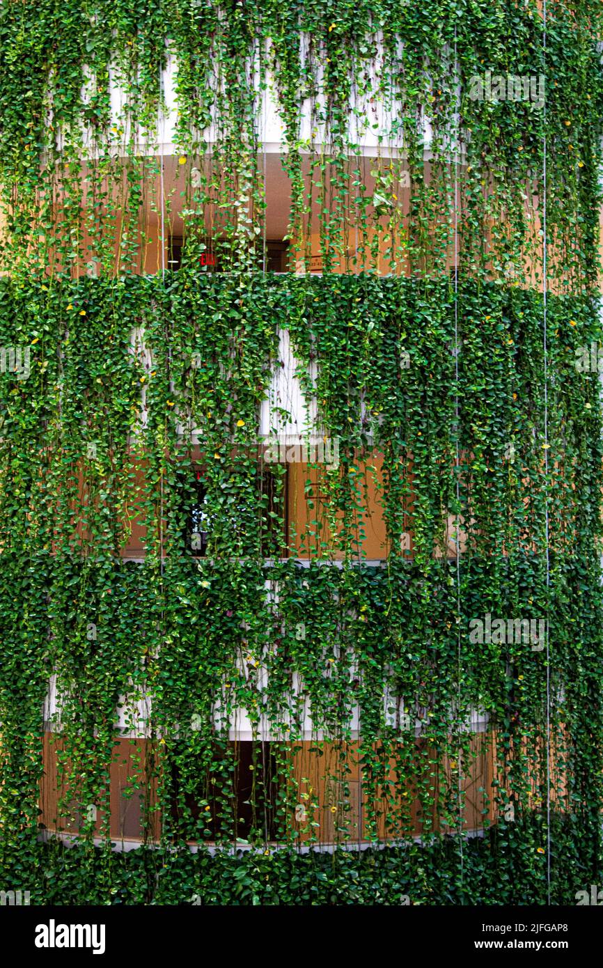 A vertical shot of Ivy plant leaves hanging on balconies in a hotel ...