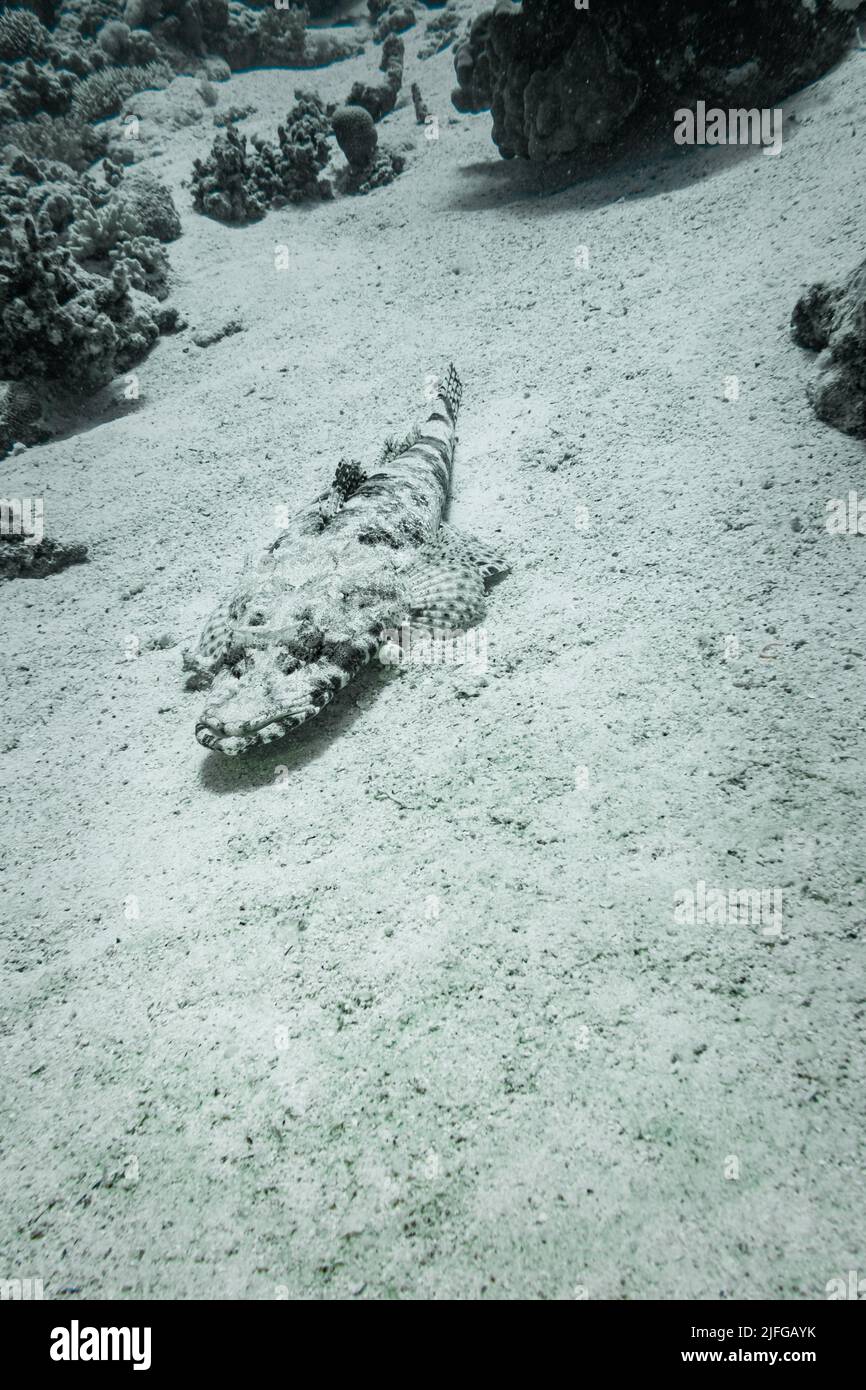 Carpet Flathead (Crocodile fish) showing environment in the Red Sea ...