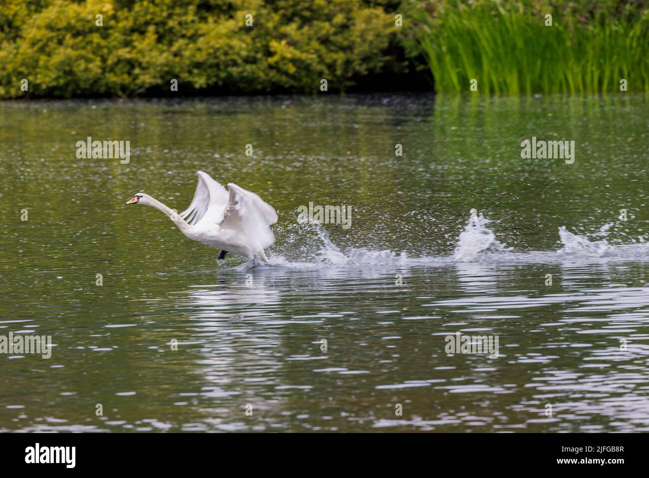 Swan taking flight Stock Photo - Alamy