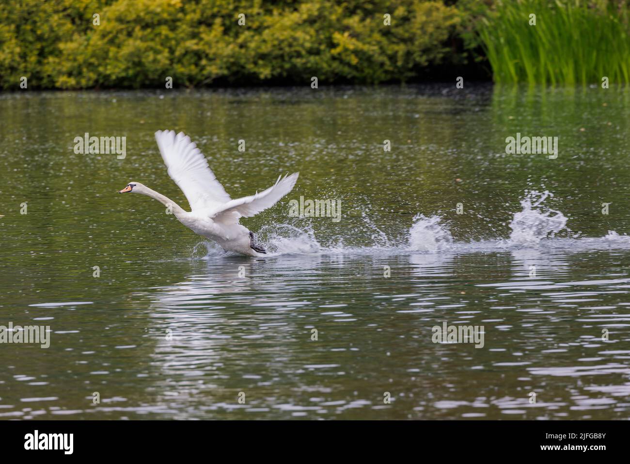 Swan taking flight Stock Photo - Alamy