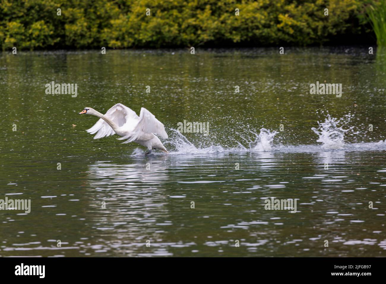 Swan taking flight Stock Photo - Alamy