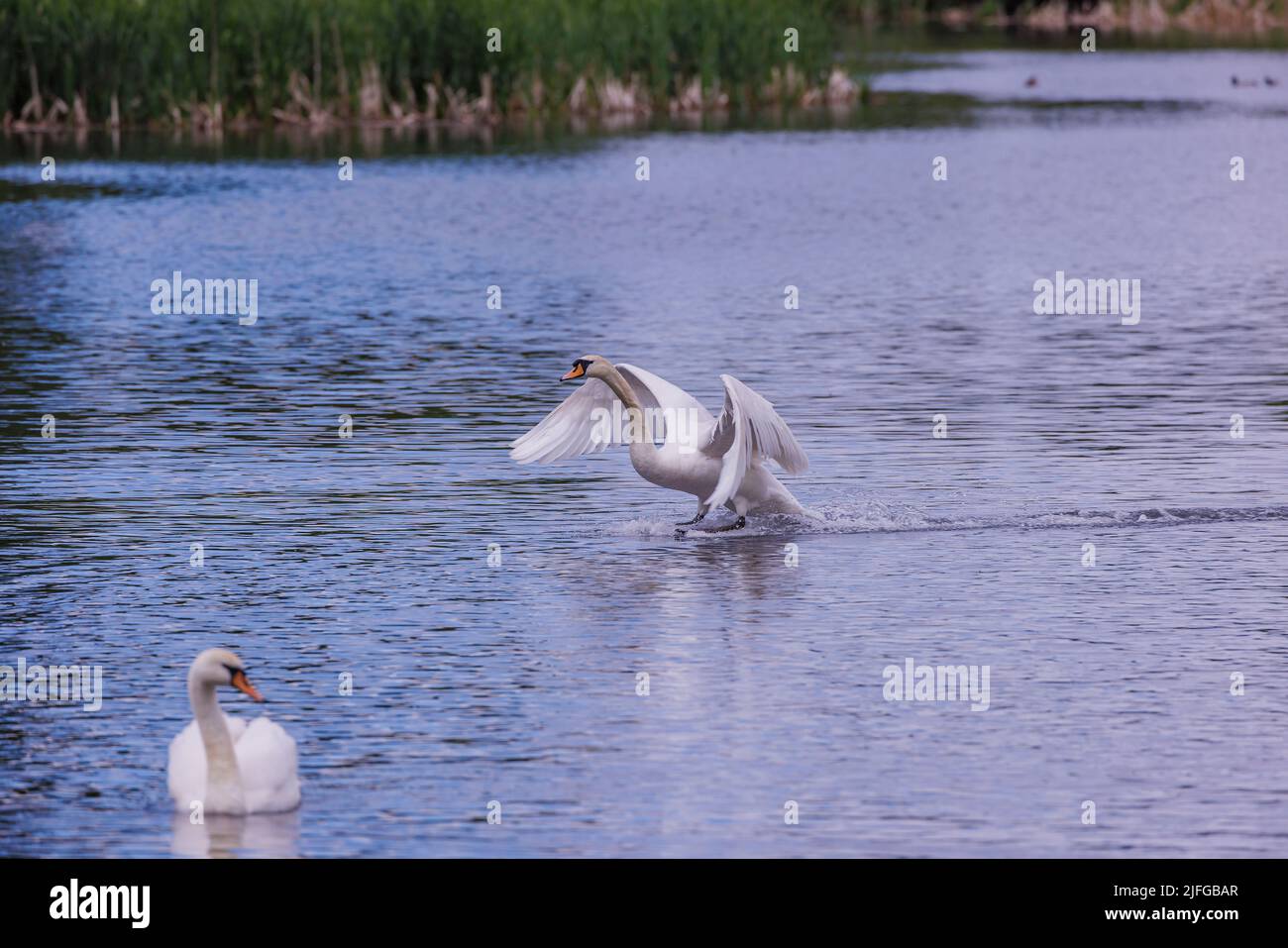 Swan taking flight Stock Photo - Alamy