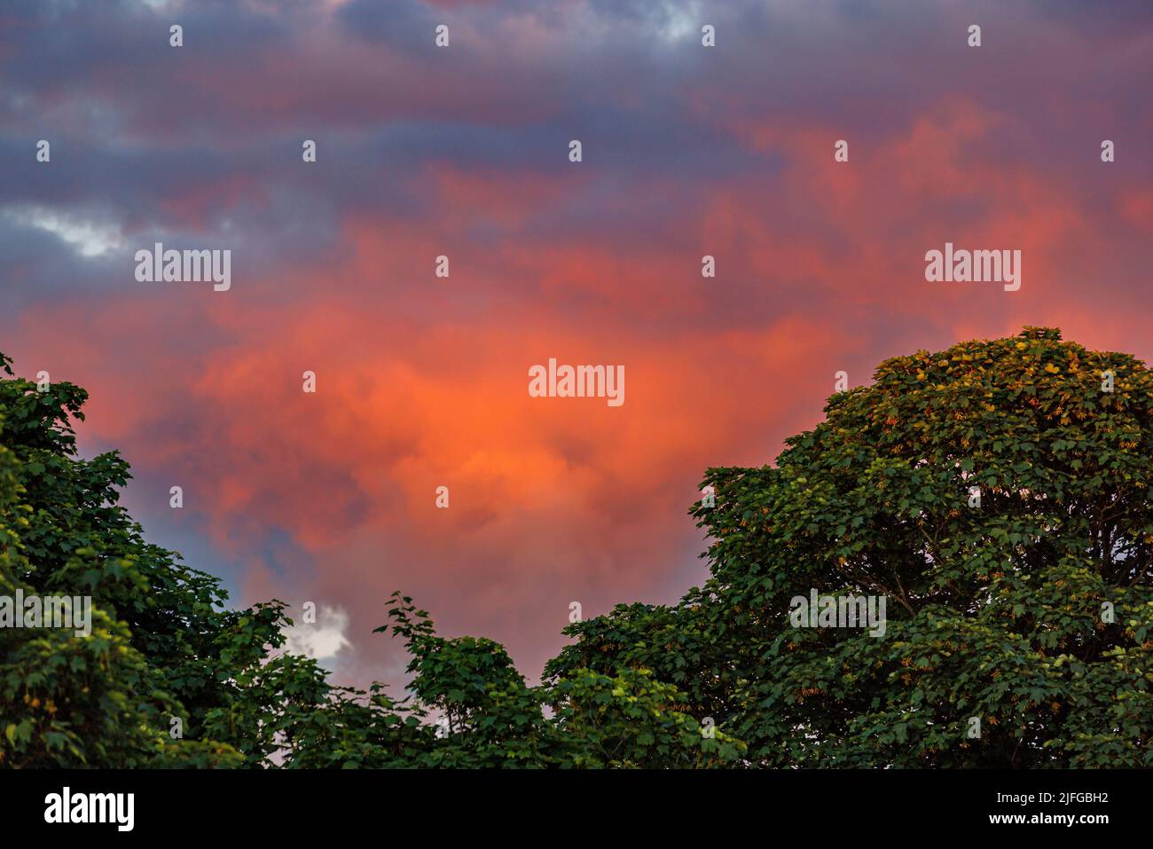 Sunlight lighting up trees hi-res stock photography and images - Alamy