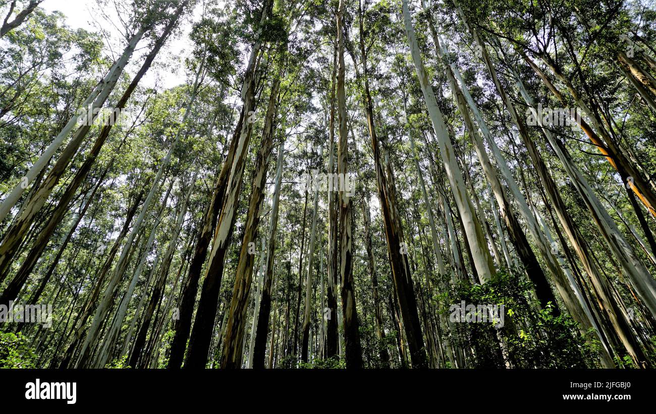 Beautiful natural woods pattern formed by Eucalyptus trees in forest in ...