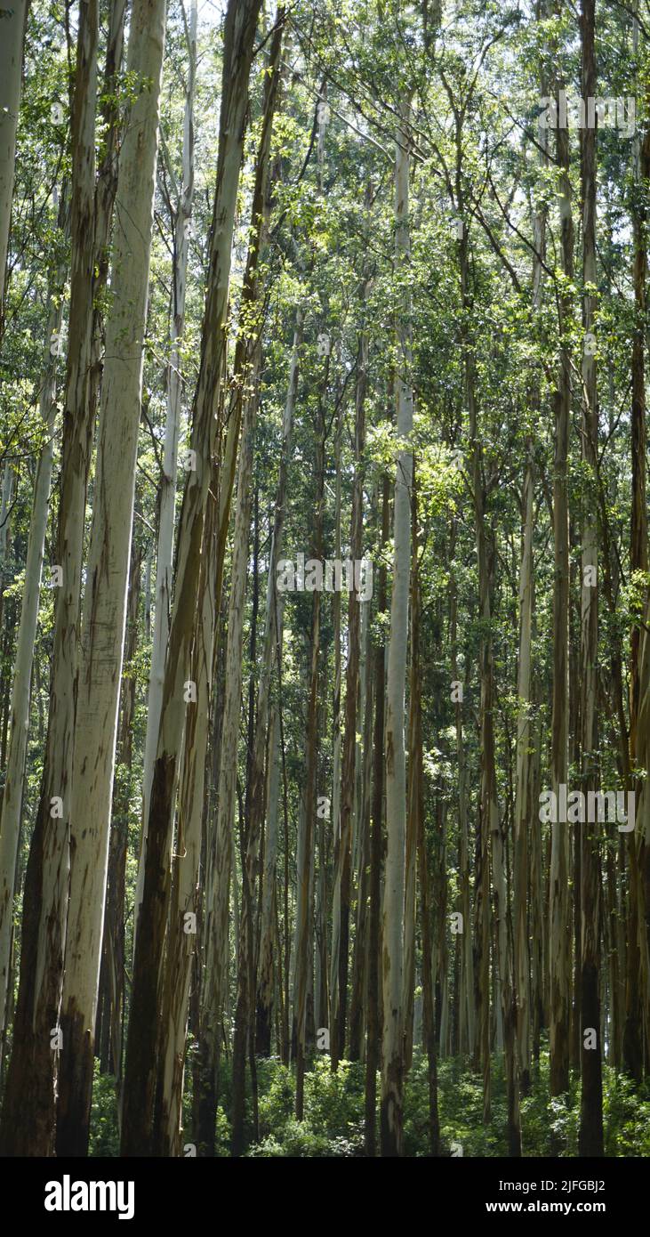 Beautiful natural woods pattern formed by Eucalyptus trees in forest in ...