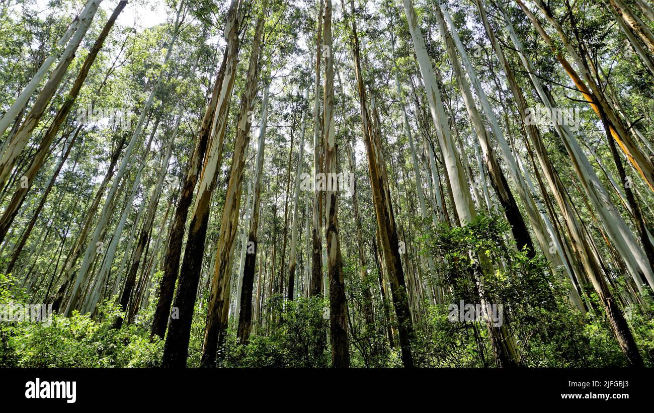 Beautiful natural woods pattern formed by Eucalyptus trees in forest in ...