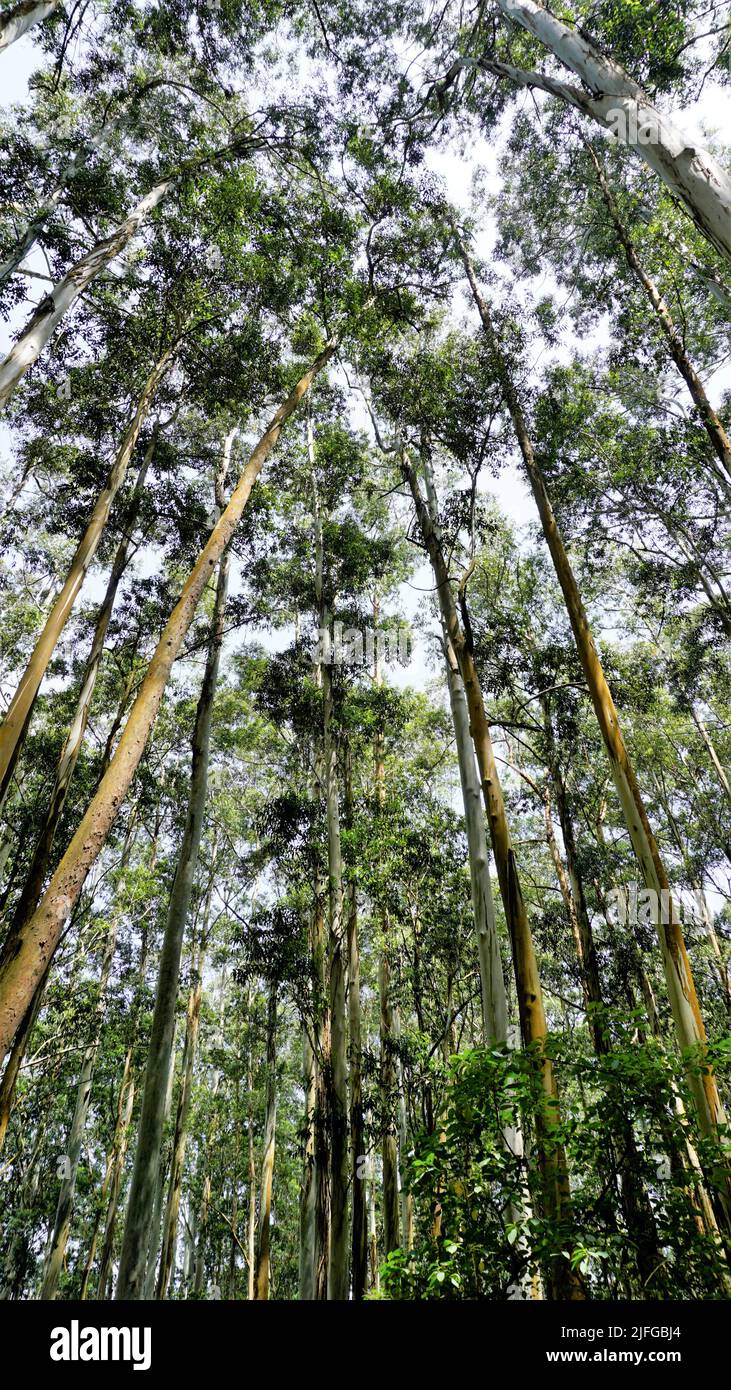 Beautiful natural woods pattern formed by Eucalyptus trees in forest in ...