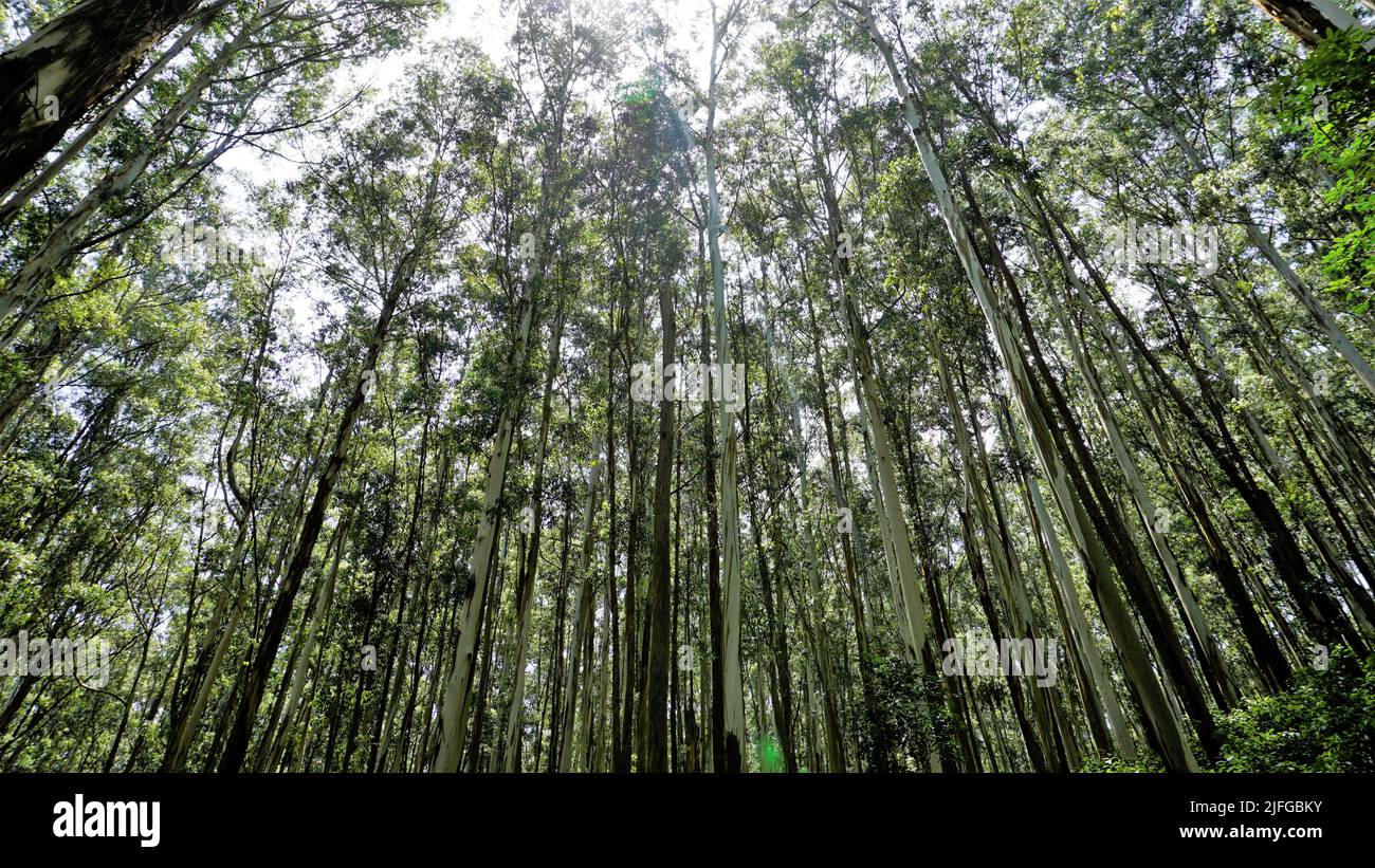 Beautiful natural woods pattern formed by Eucalyptus trees in forest in ...