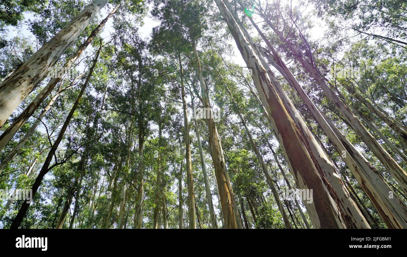 Beautiful natural woods pattern formed by Eucalyptus trees in forest in ...