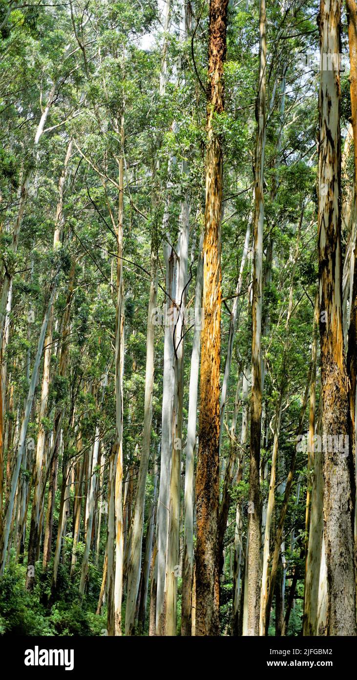 Beautiful natural woods pattern formed by Eucalyptus trees in forest in ...