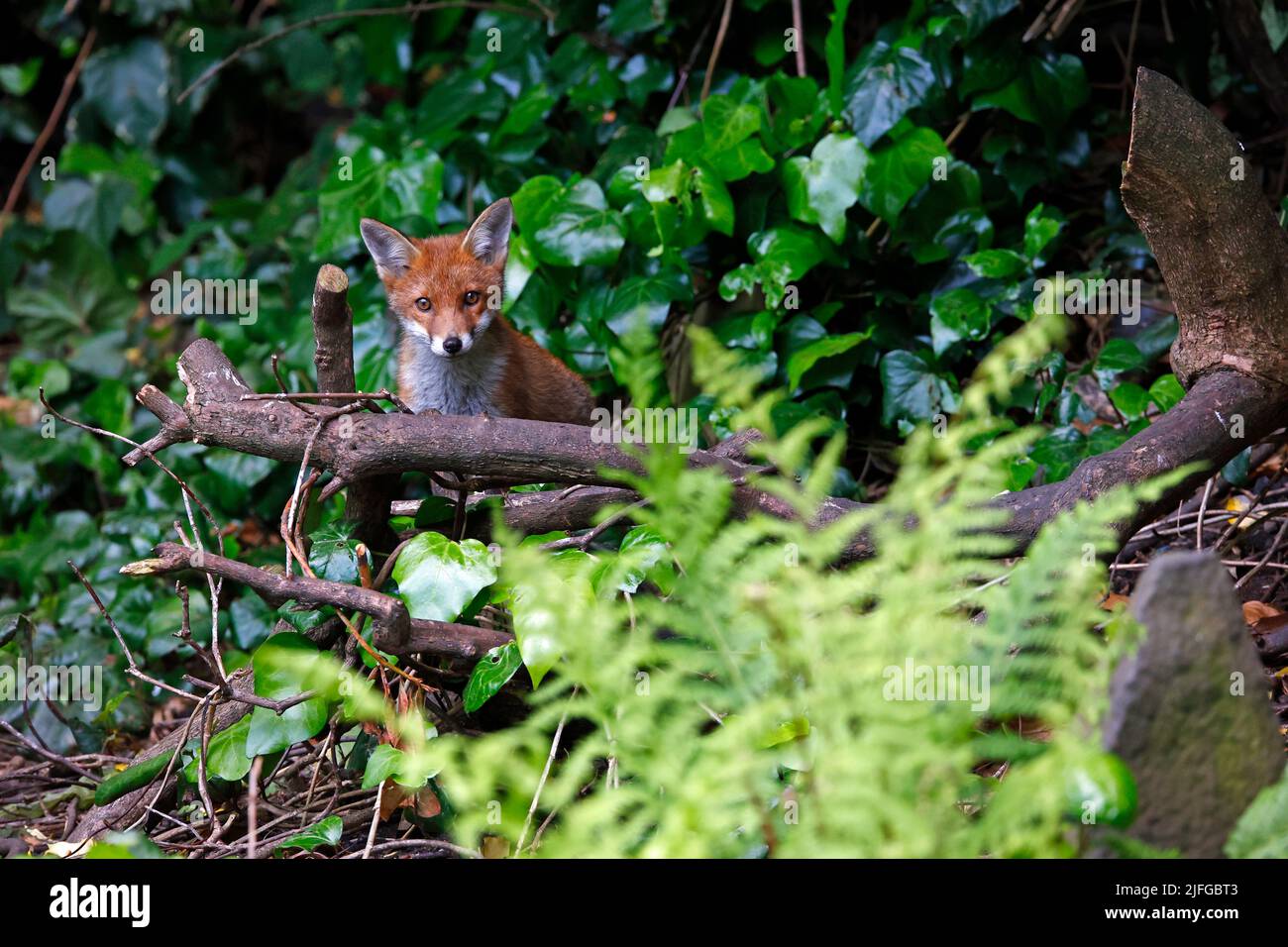 Urban fox cubs playing in the garden Stock Photo - Alamy