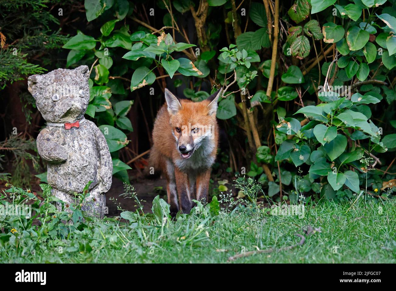 Urban fox cubs playing in the garden Stock Photo - Alamy