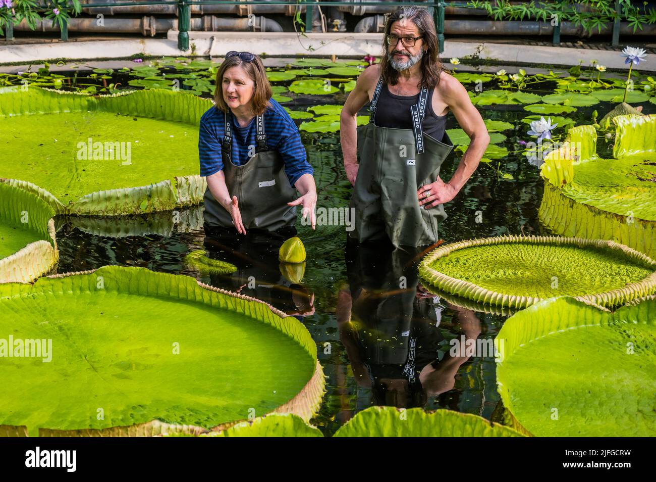 Victoria boliviana hi-res stock photography and images - Alamy