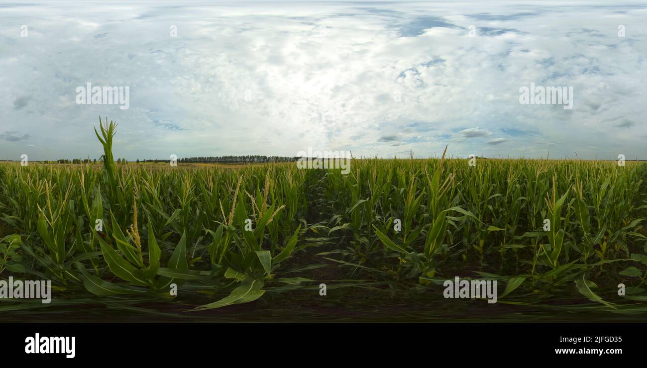 Green agriculture corn field. Agricultural landscape. Rural Countryside ...