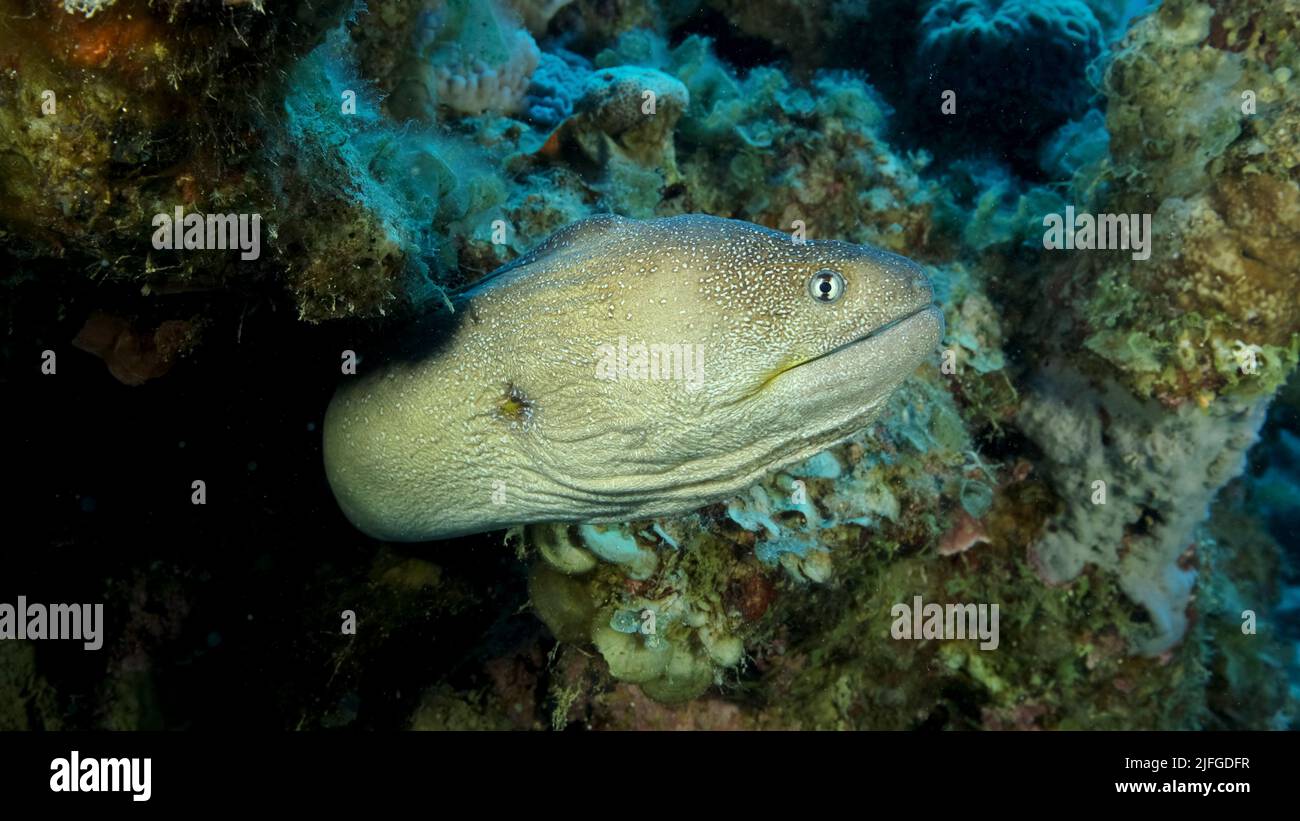 Close-up portrait of Moray peeks out of its hiding place. Yellow ...