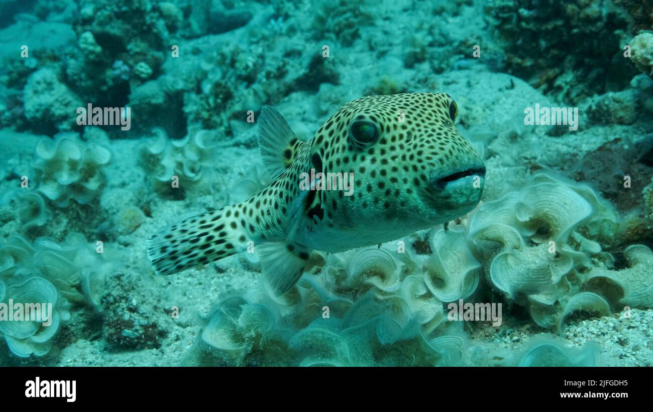 Close-up of Pufferfish swims near coral reef. Blackspotted Puffer ...