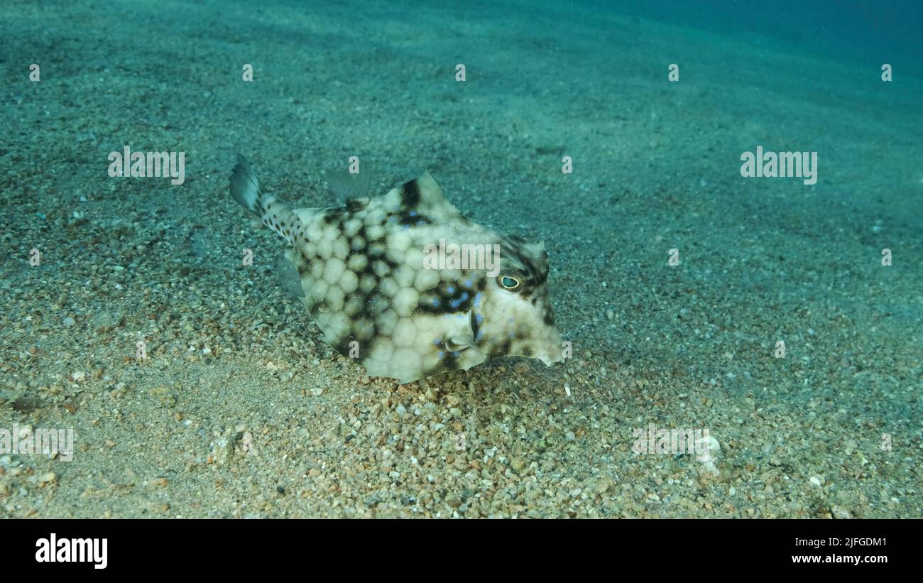 Close-up of Boxfish swims over sandy bottom. Thornback Boxfish or Camel ...