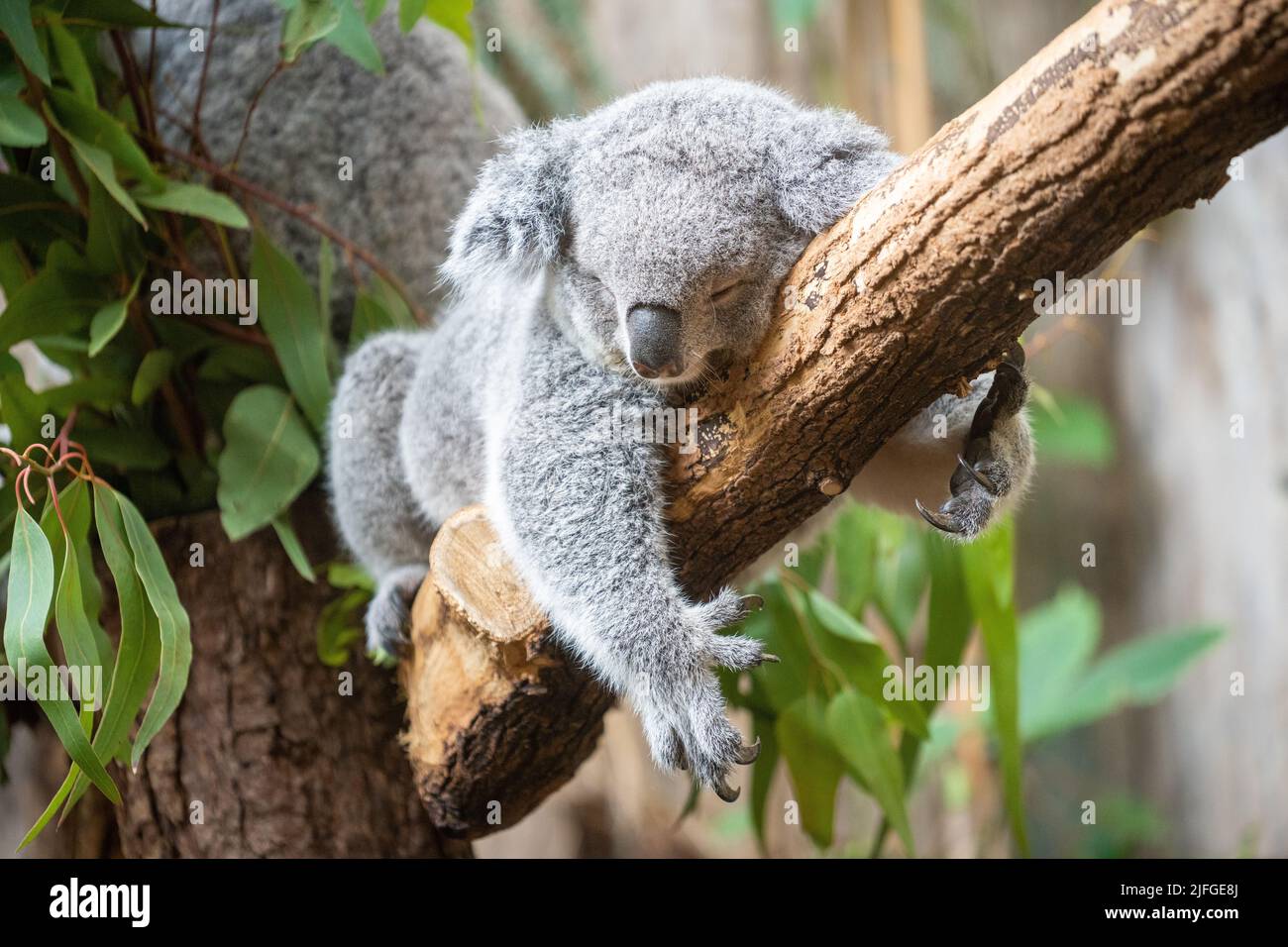 A close-up shot of a koala leaning on a tree branch Stock Photo - Alamy