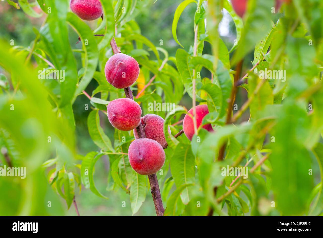 Red ripe peaches hang on a tree branch. Fruit growing and harvesting ...