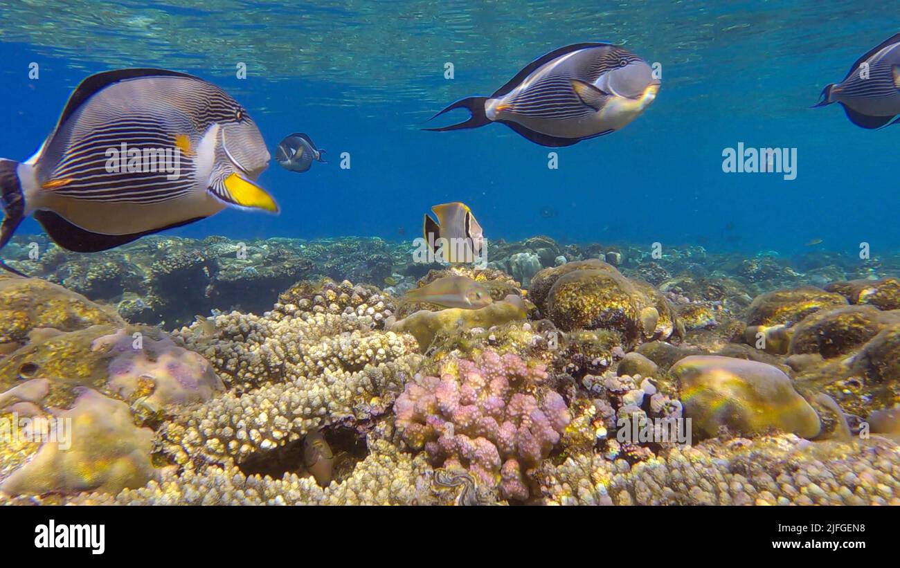 School of Surgeonfish swimming above top of coral reef in sun rays. Red ...