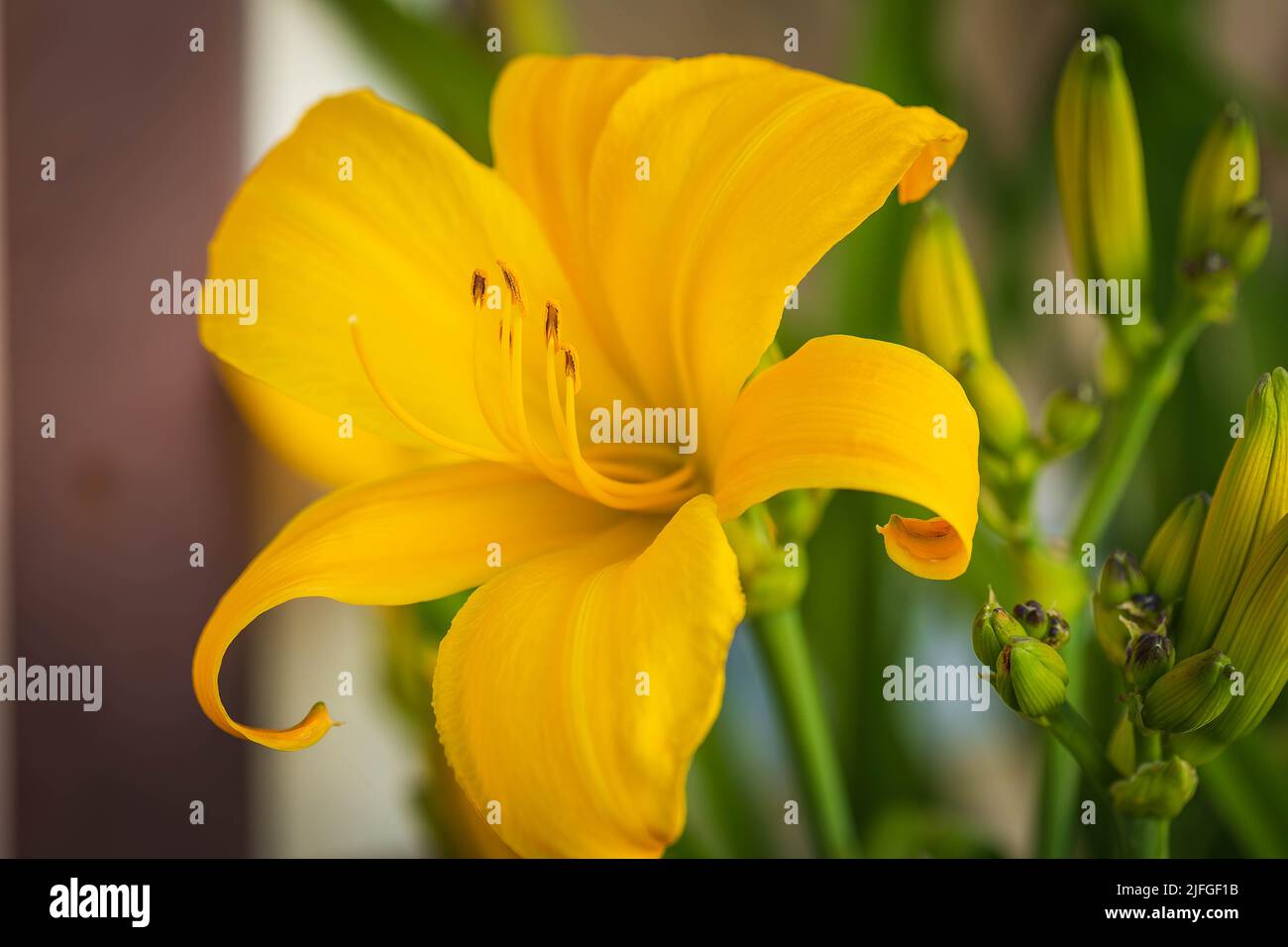 newly opened yellow lily in the side lily garden Stock Photo - Alamy