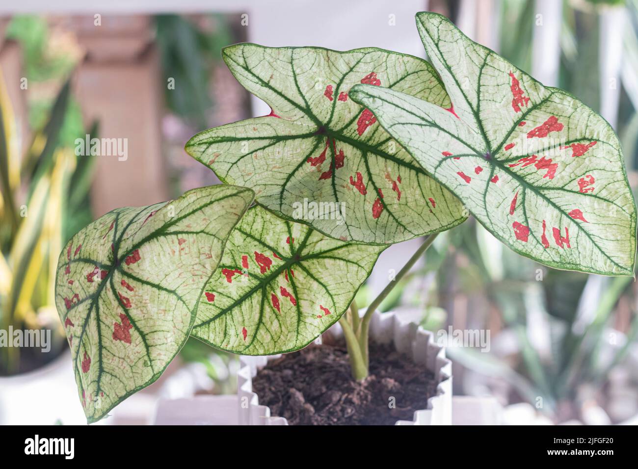 Caladium white spots hi-res stock photography and images - Alamy