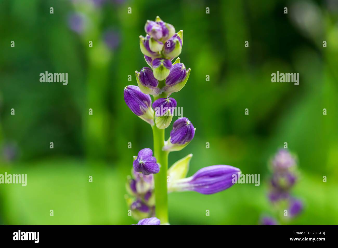 purple Hosta's are getting ready to bloom! Stock Photo - Alamy