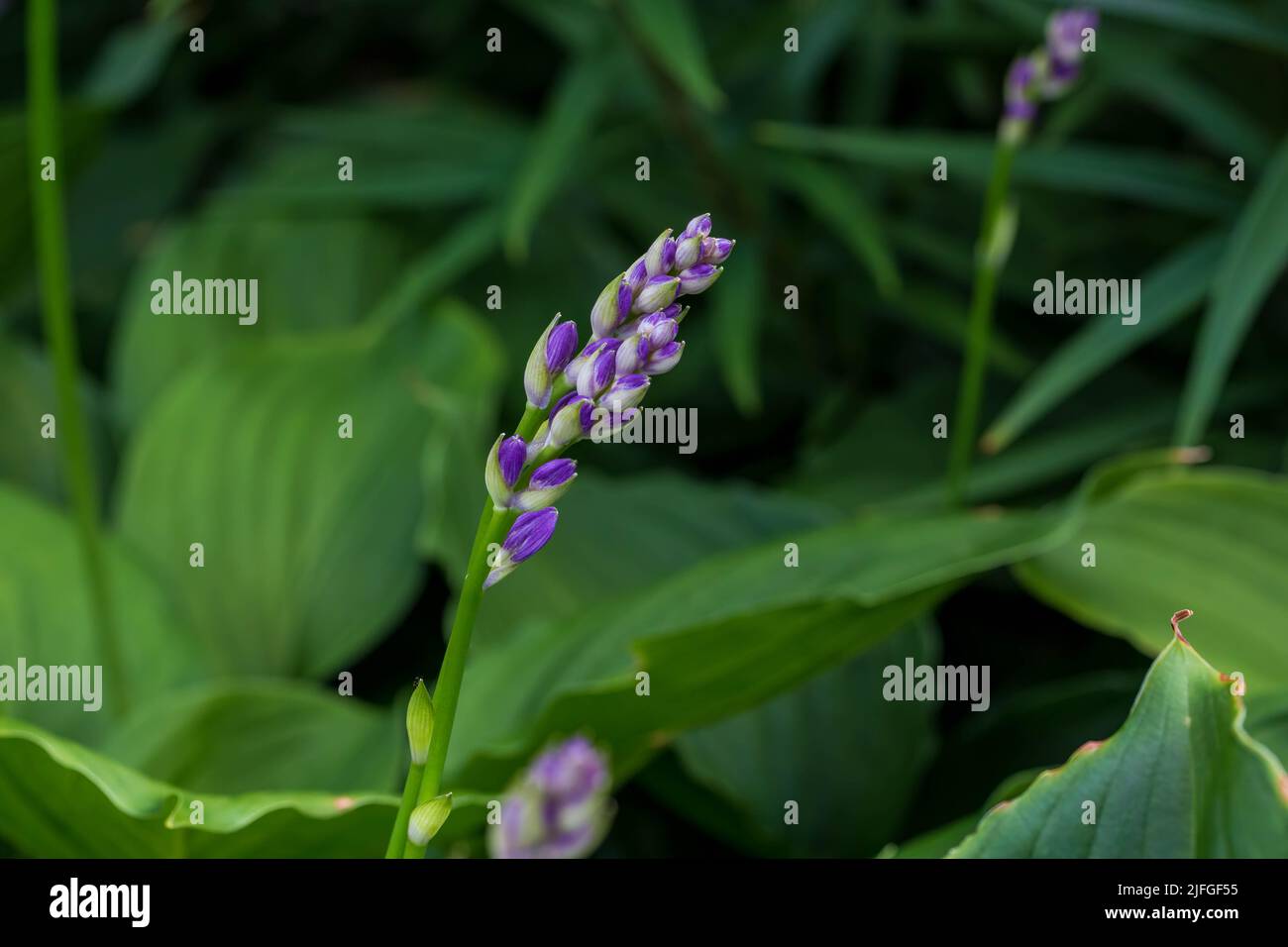 purple Hosta's are getting ready to bloom! Stock Photo - Alamy