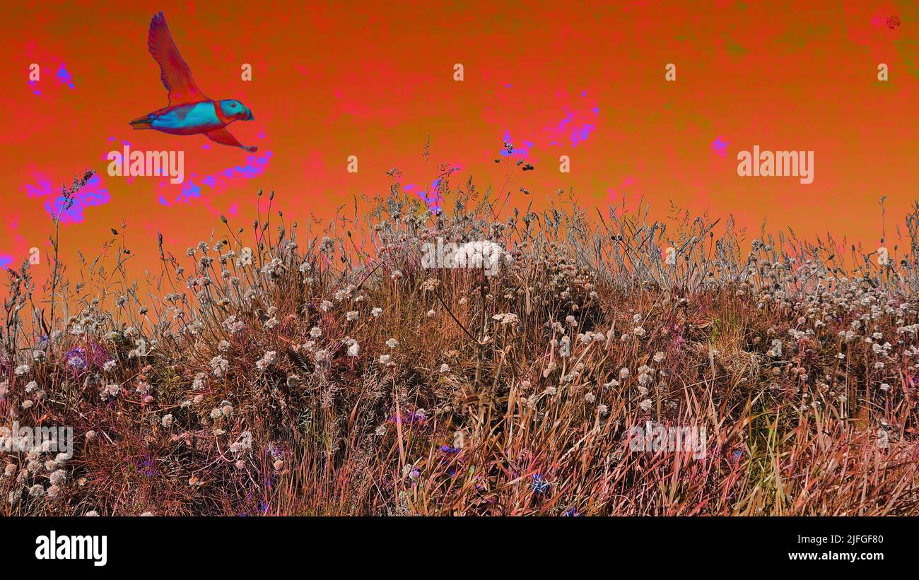 Puffin and texture hi-res stock photography and images - Alamy