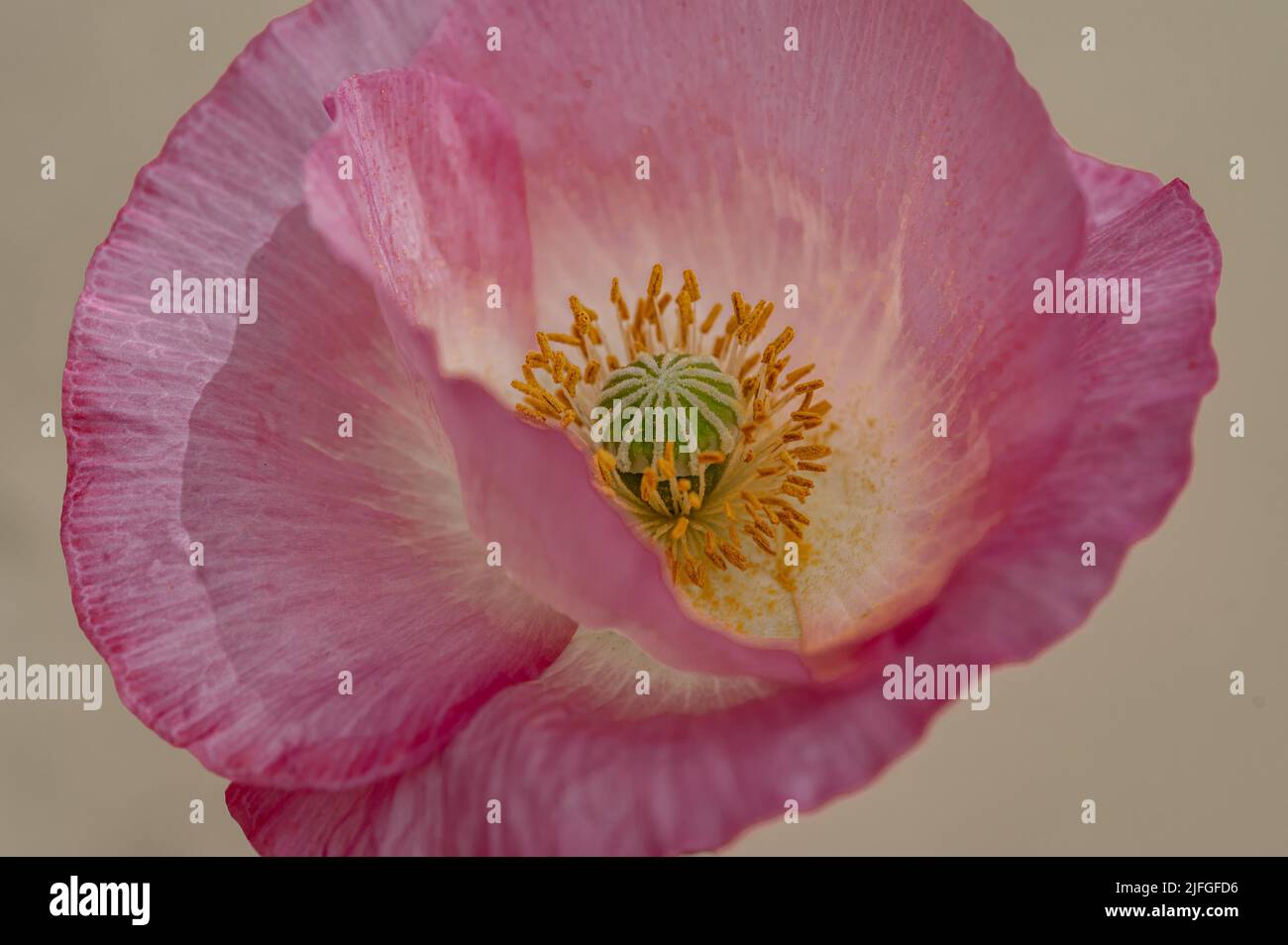 Plant of remembrance hi-res stock photography and images - Alamy