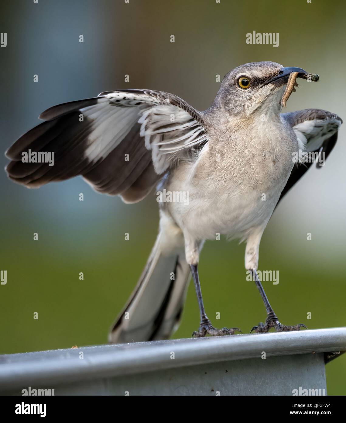 Northern mockingbird wings hi-res stock photography and images - Alamy