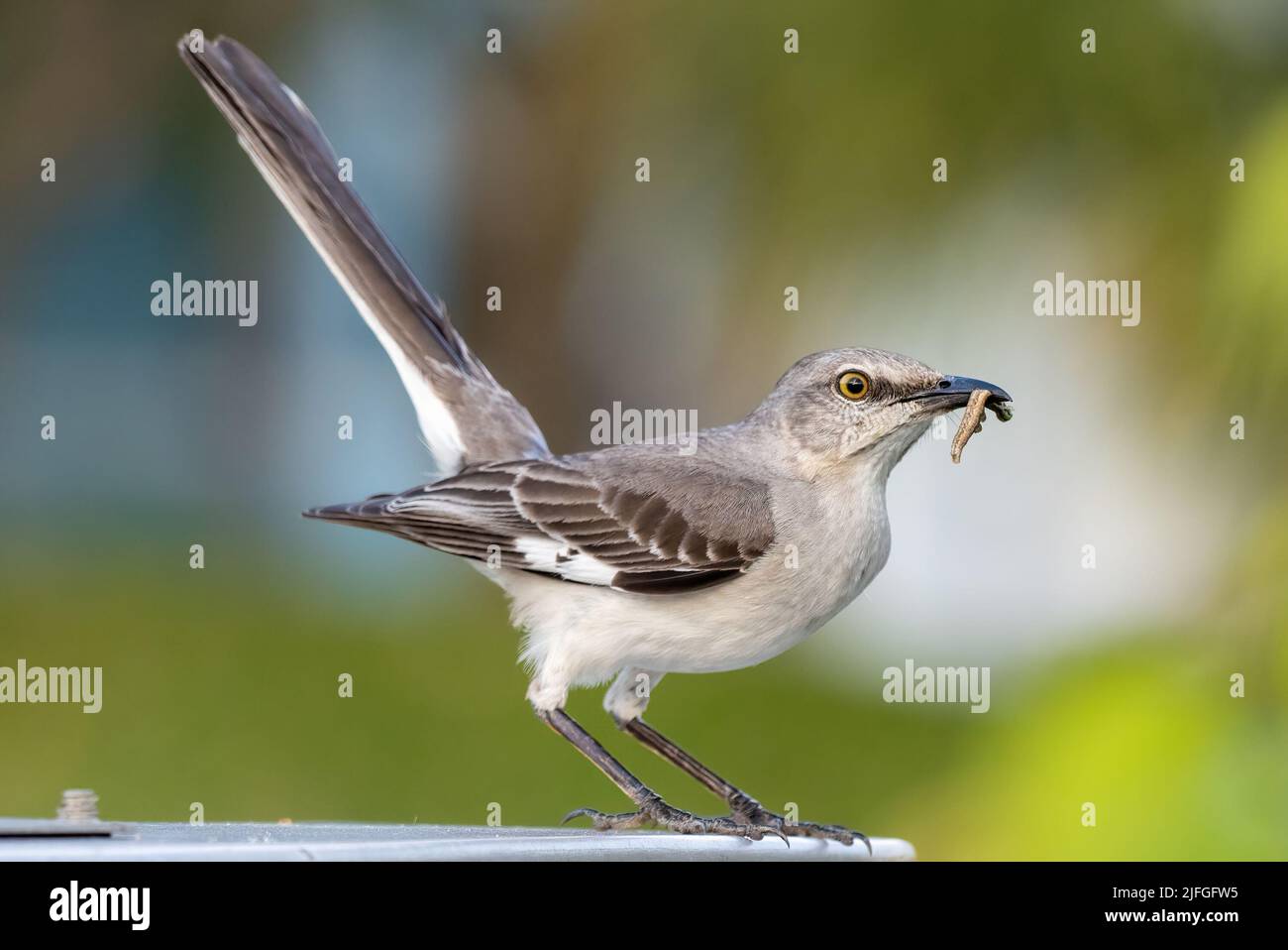 Northern mockingbird wings hi-res stock photography and images - Alamy