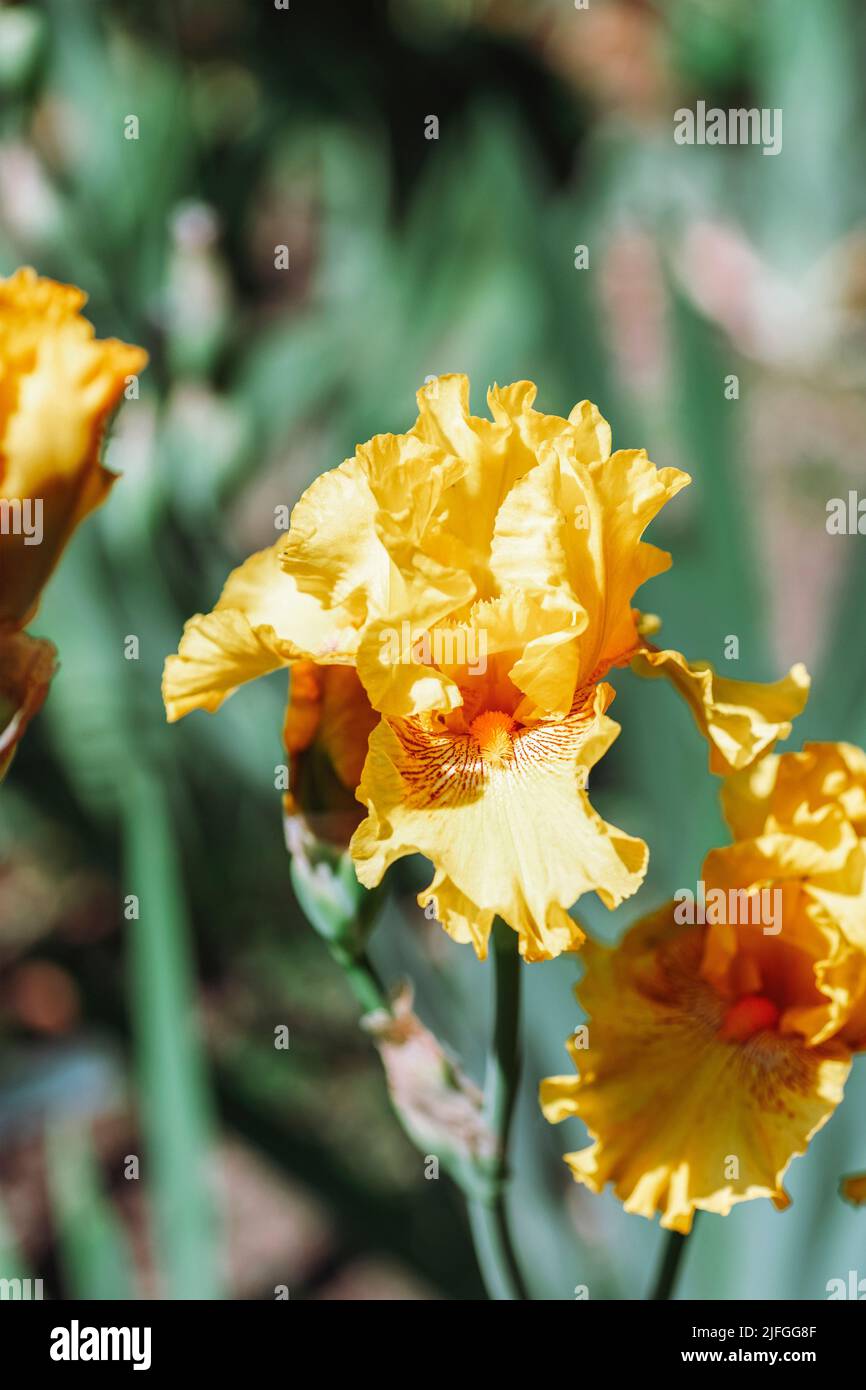 Yellow iris flower bud hi-res stock photography and images - Alamy