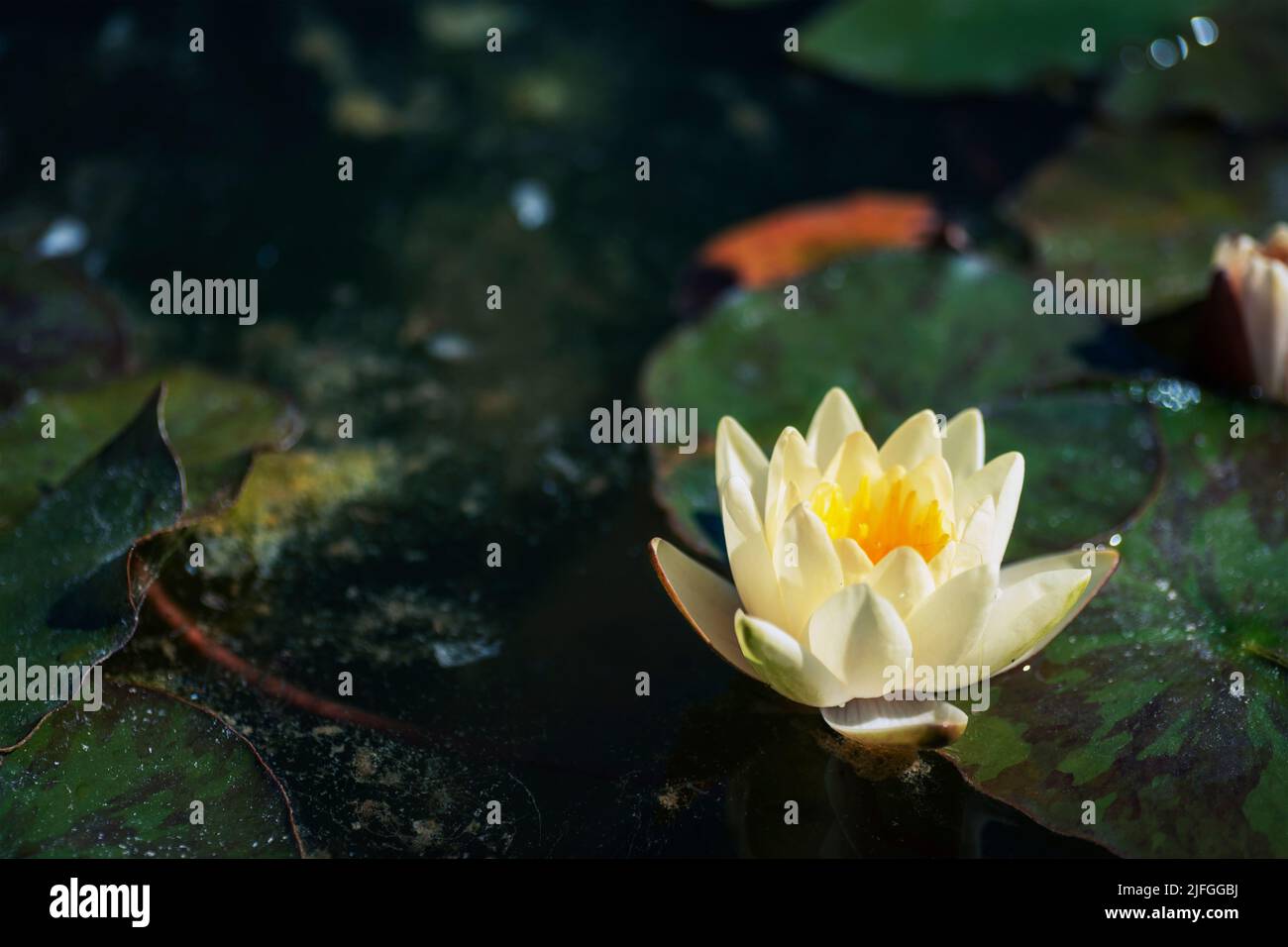 White water lily flower. Sacred Lotus Nelumbo nucifera blossom in a ...