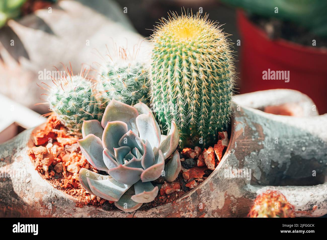 Various green cactus plants hi-res stock photography and images - Alamy