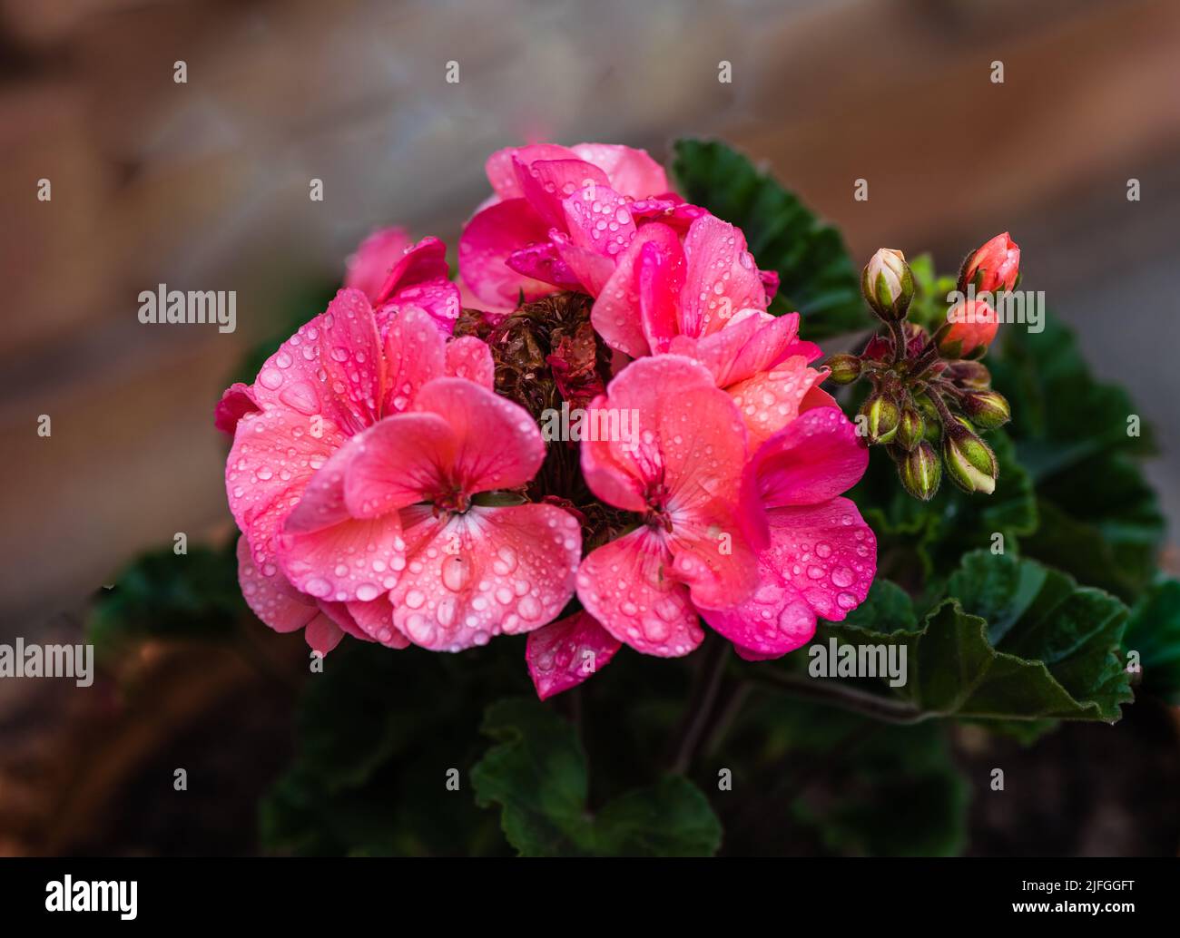 English tango hi-res stock photography and images - Alamy