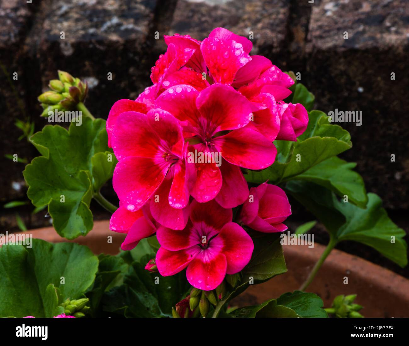 Pretty little pink splash hi-res stock photography and images - Alamy