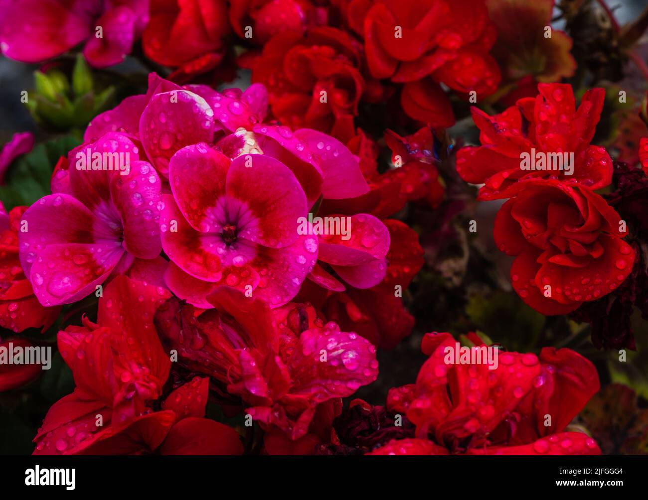 Pelargonium interspecific hi-res stock photography and images - Alamy