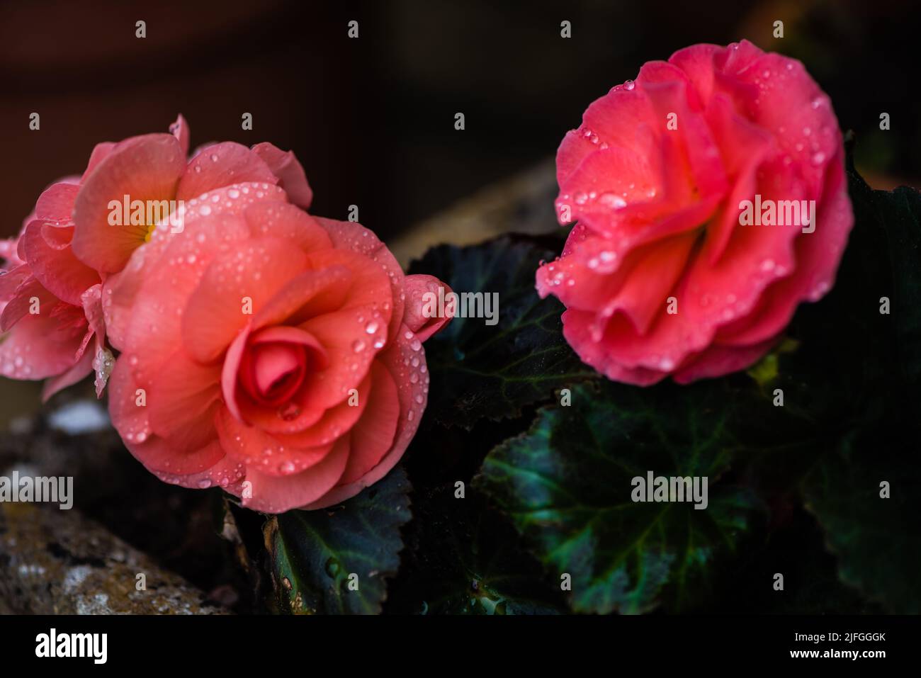 Begonia limitless salmon shades hi-res stock photography and images - Alamy