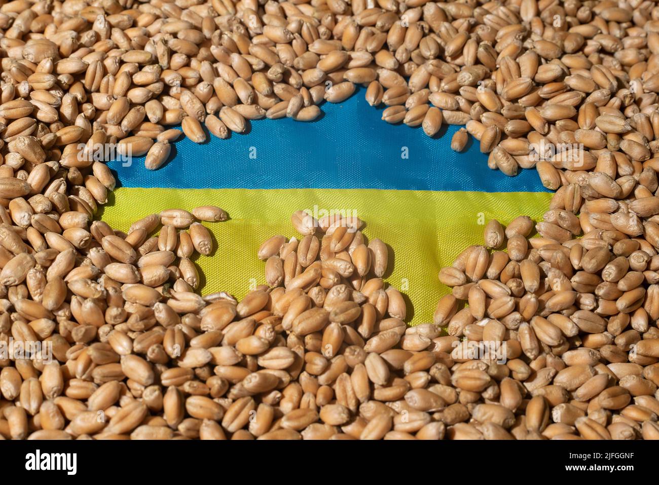 A fresh harvest of wheat in Ukraine. Ukrainian flag on freshly ...