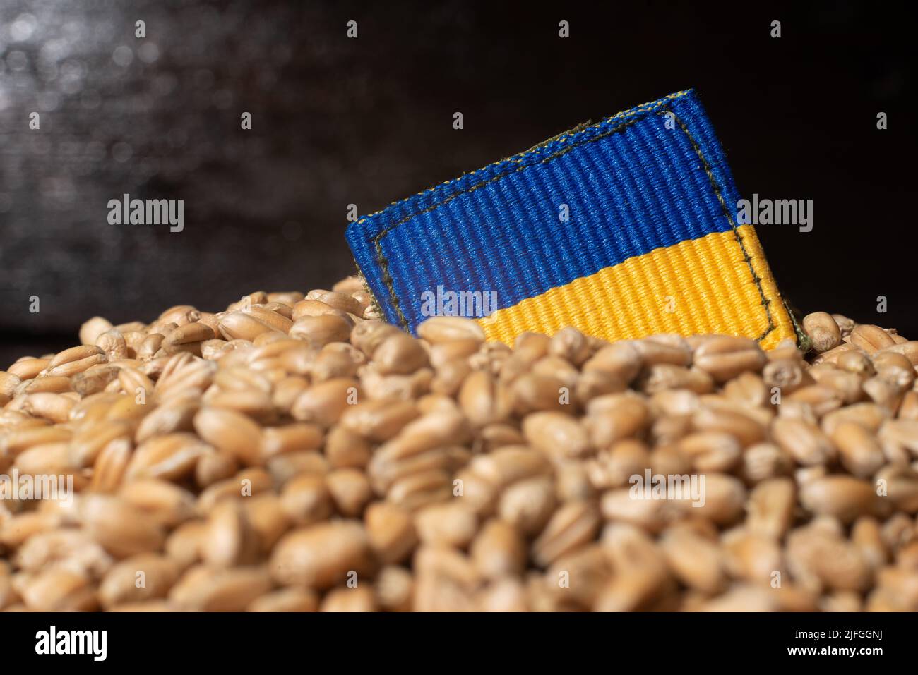 A fresh harvest of wheat in Ukraine. Ukrainian flag on freshly ...