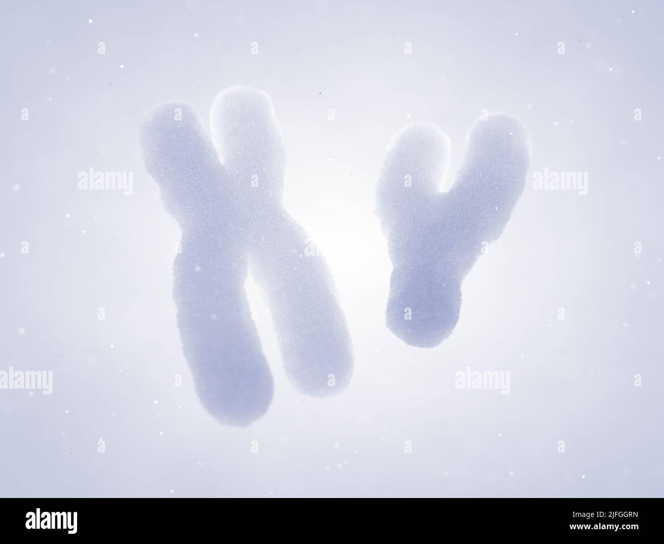 DNA molecules are organized in structures called chromosomes. Human X ...