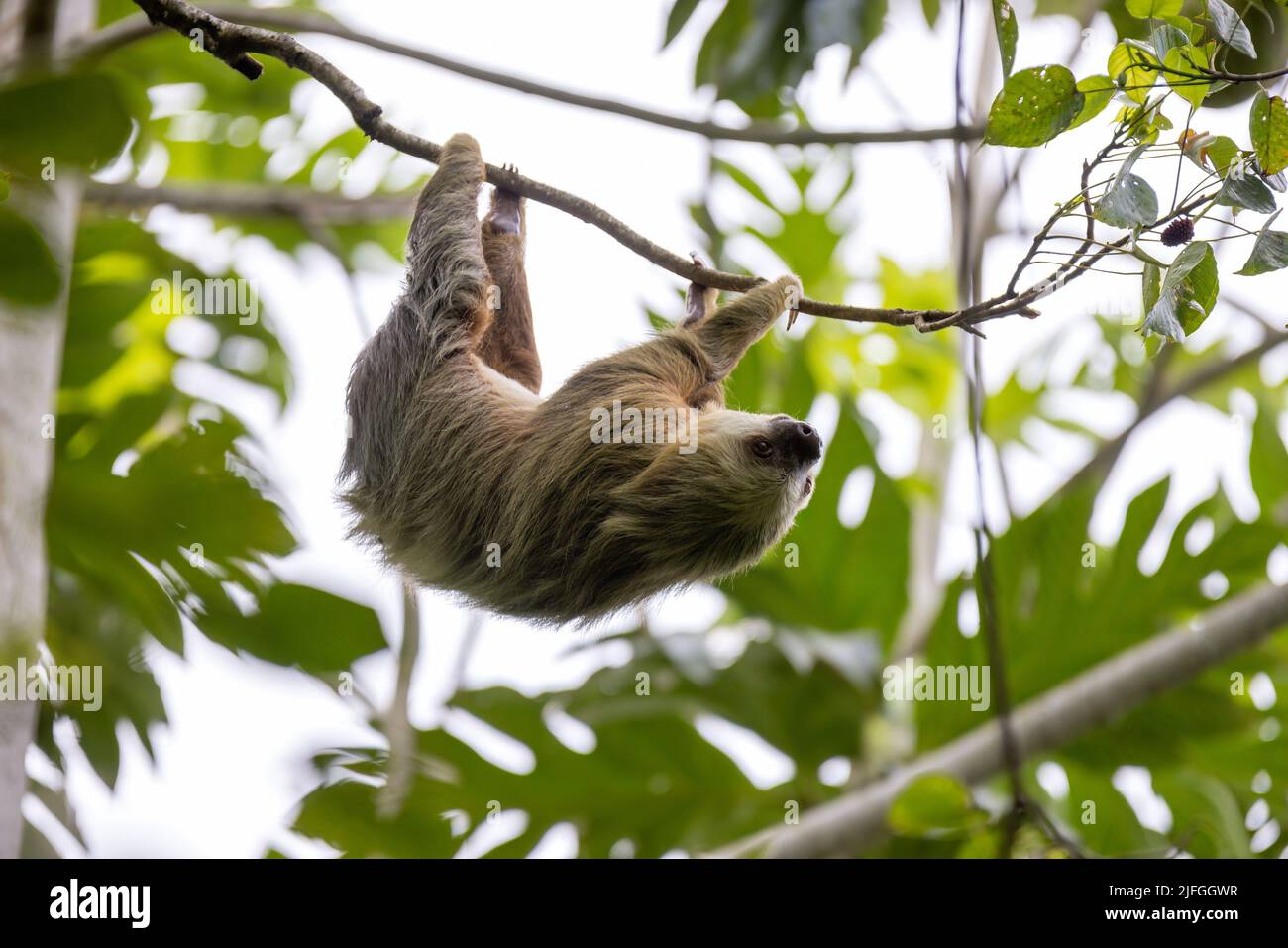 A beautiful shot of a sloth hanging from a branch of a tree in a forest ...