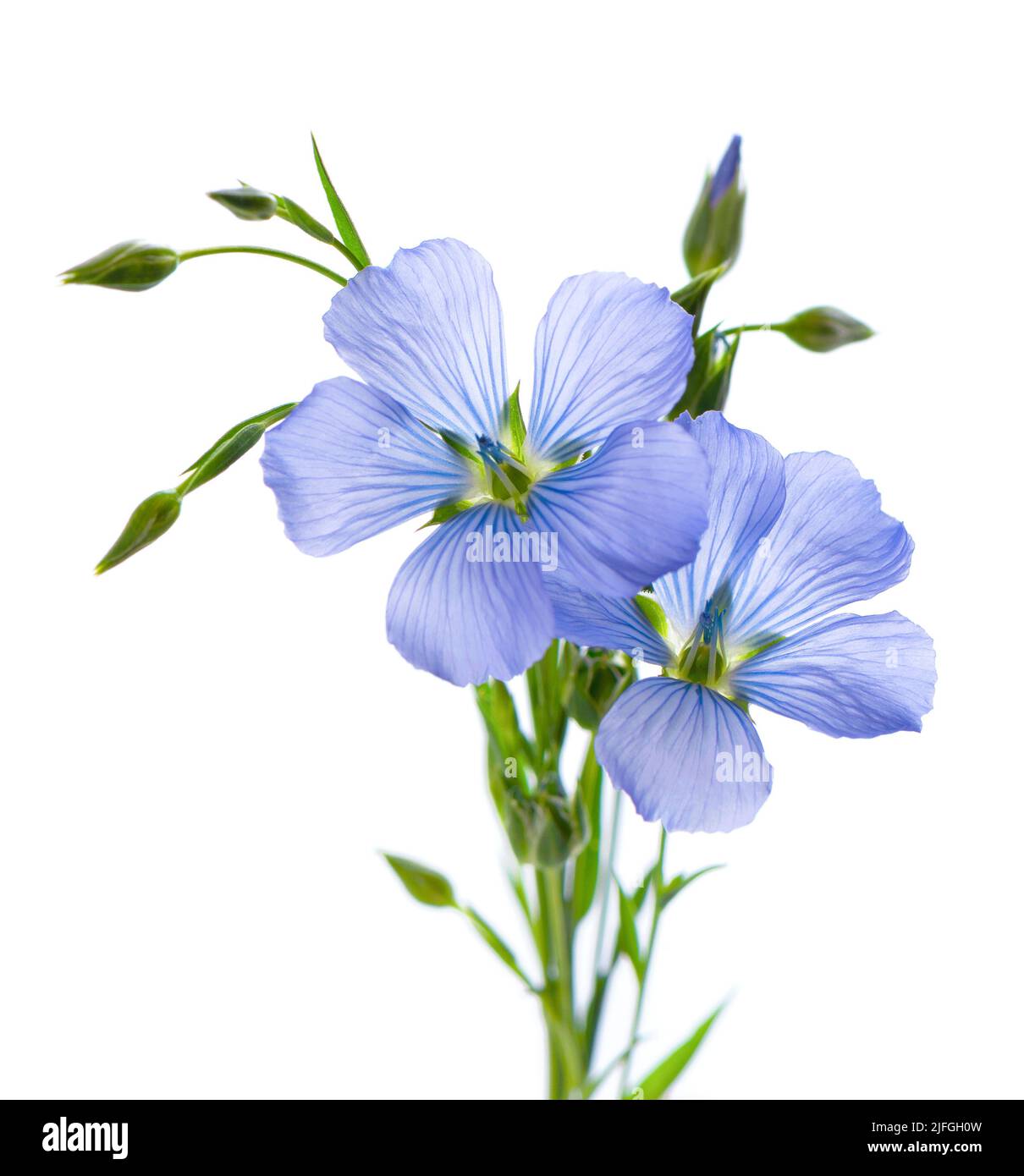 Flax flowers isolated on white background. Bouquet of blue common flax ...