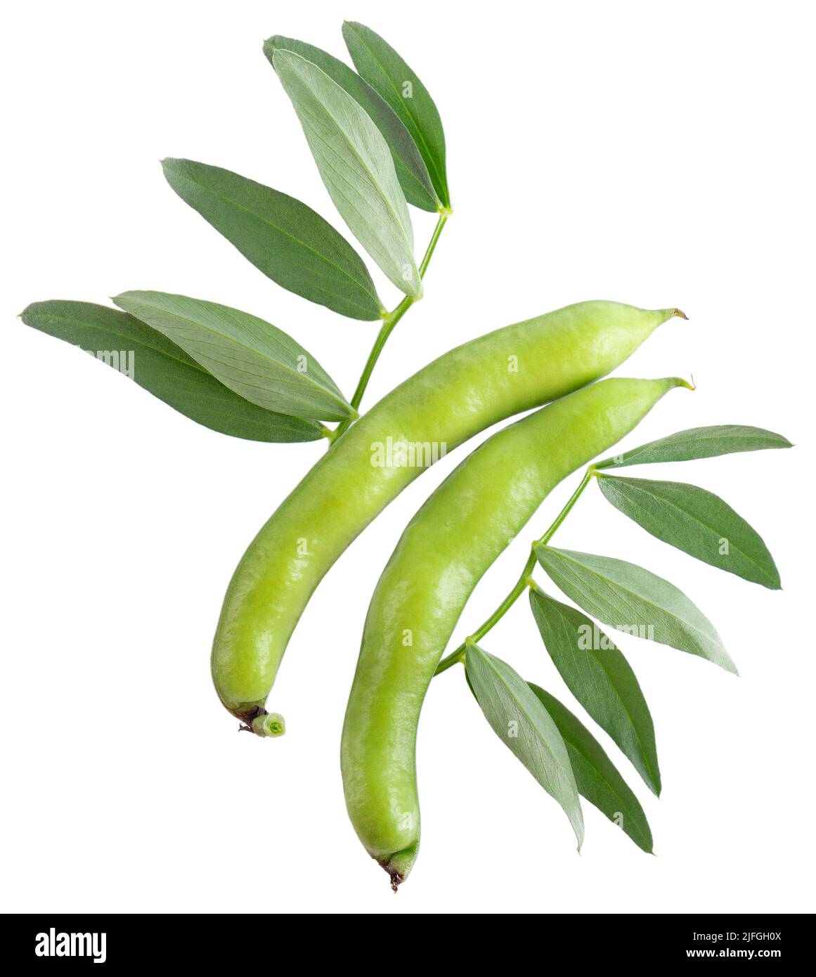 Fresh broad beans in pods with green leaf, isolated on white background ...